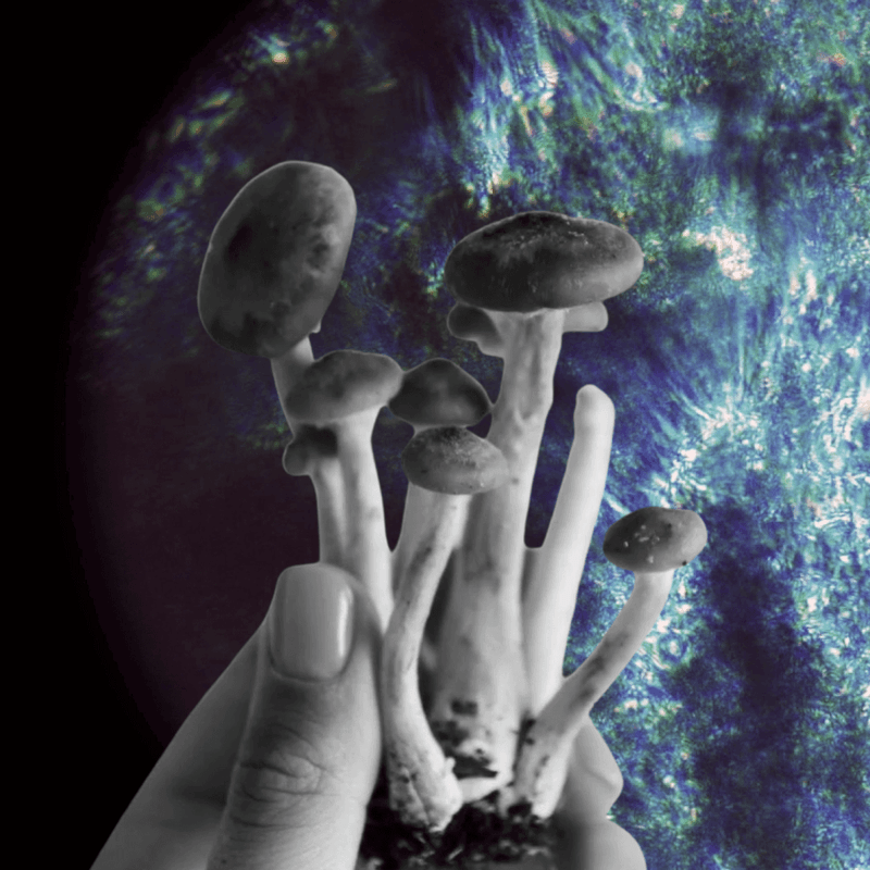 Sex On Mushrooms 0439